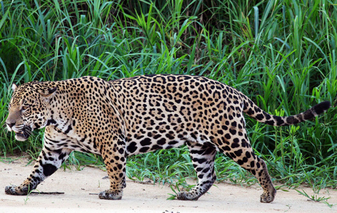 Jaguar | Hele Verden i Skole